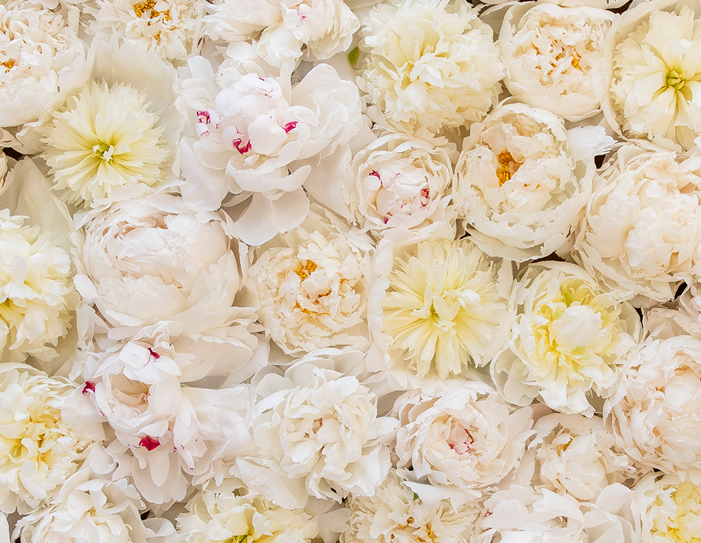 Bulk Cut Flowers Shop – The Peony Fields