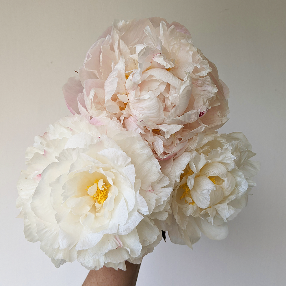 Moon River – The Peony Fields