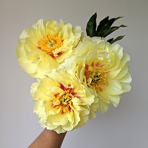 Variety Guide – The Peony Fields