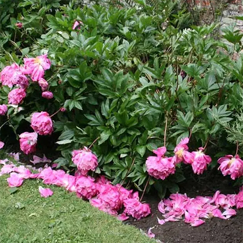 Peony Grower's Library – The Peony Fields