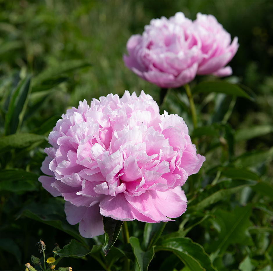 Peony Root Shop – The Peony Fields