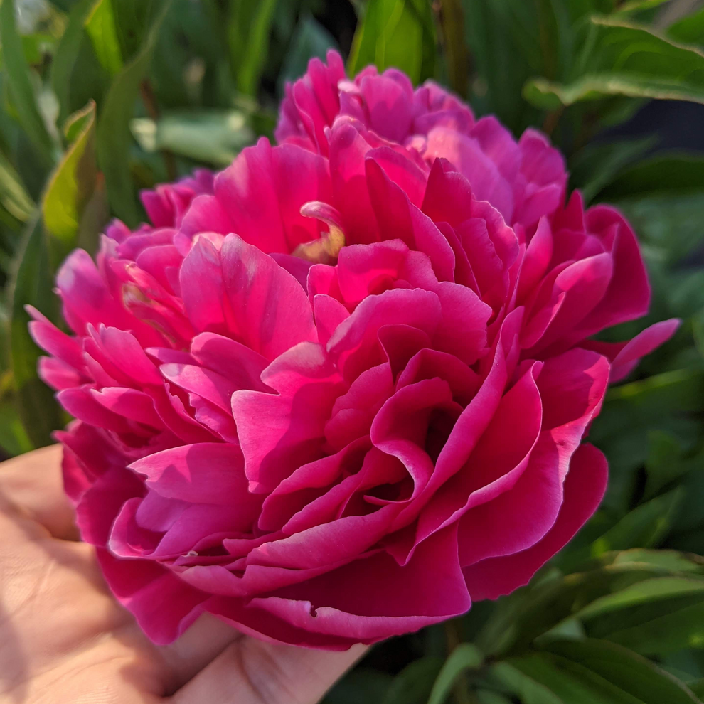 Peony Root-Louis van Houtte – The Peony Fields