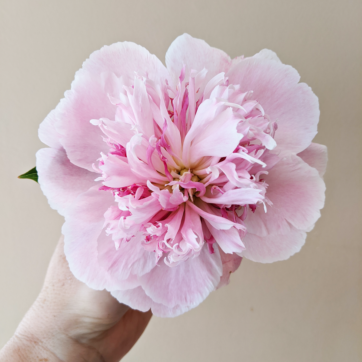 Peony Root-Do Tell – The Peony Fields