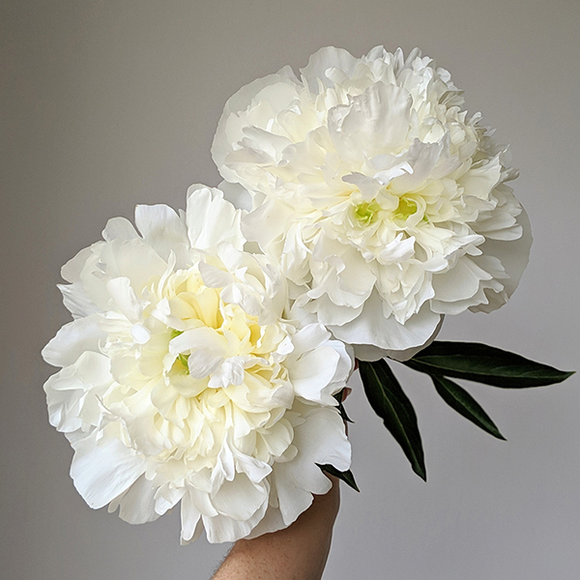 Peony Roots – The Peony Fields