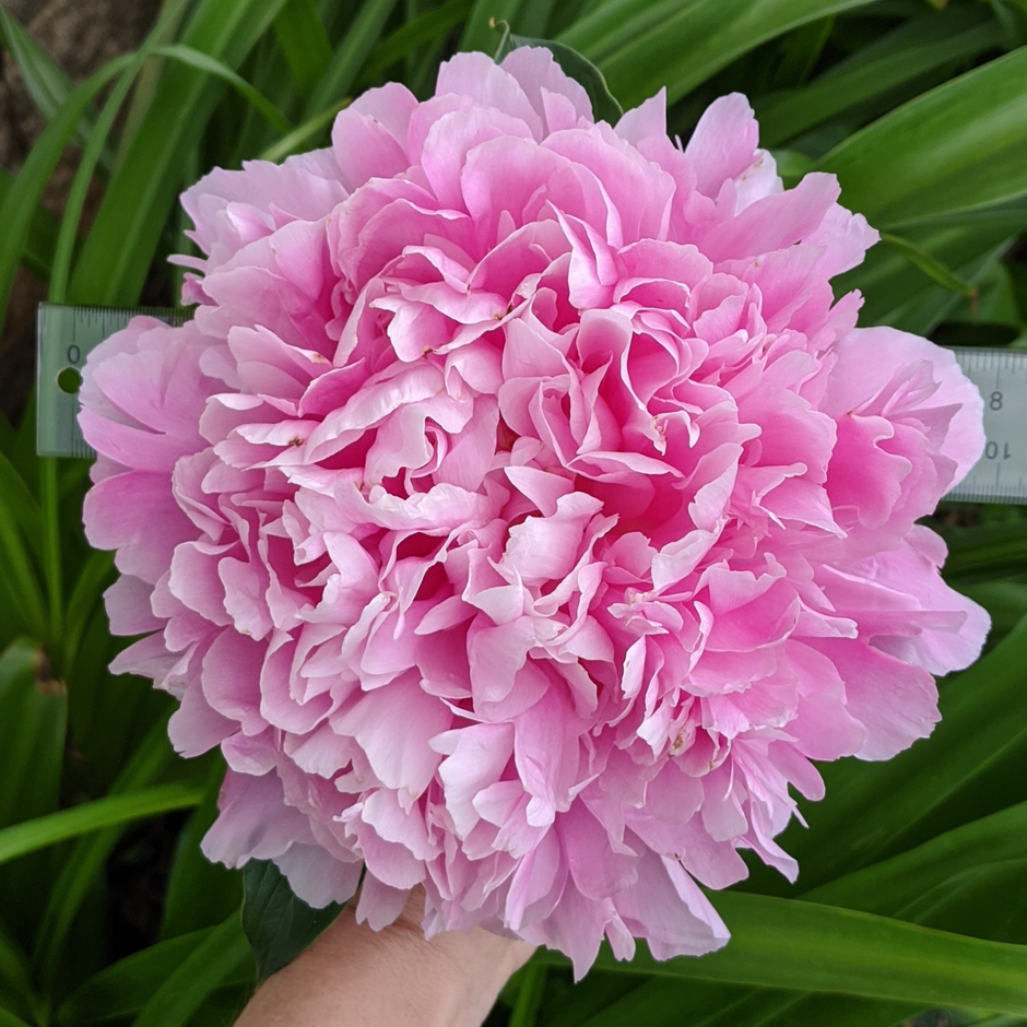 Peony Root Shop – The Peony Fields